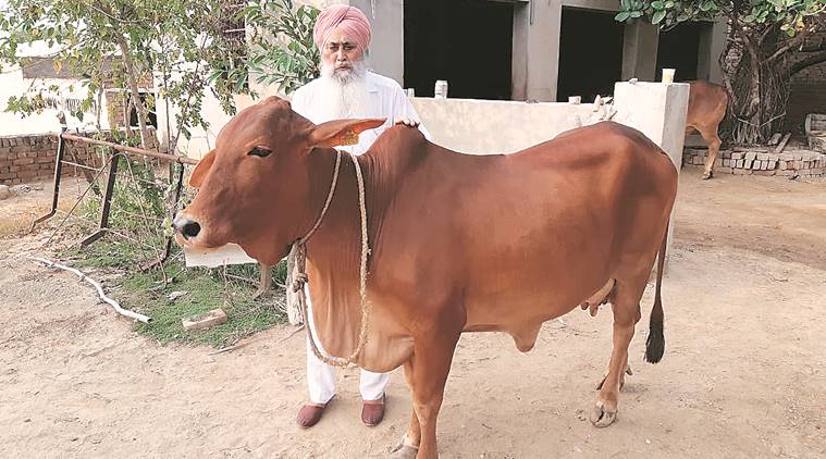 This Punjab farmer rakes in Rs 2.1 lakh from sale of Sahiwal cow ...