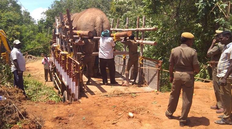 Viral videos: Men employed by forest officials caught beating elephants ...