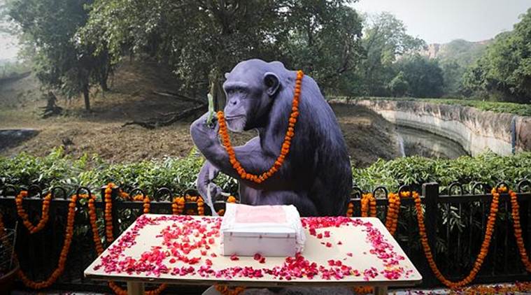 Delhi: Rita, country’s oldest chimp, on Maaza diet | Delhi News - The ...