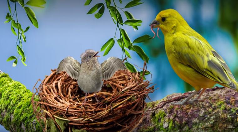 Want to achieve success? Take a tip from how birds do it | Life ...