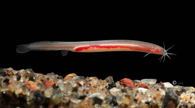 An eel like the bhujia: Scientists in Kerala discover new subterranean ...
