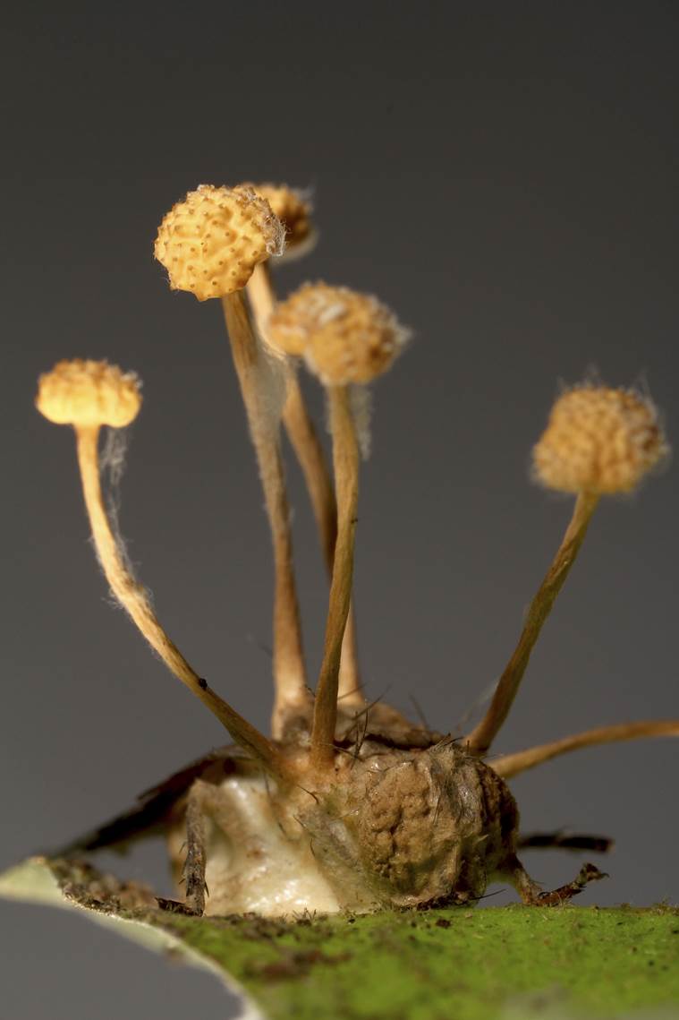This Fungus Turns Ants Into Zombies And Then Causes Their Bodies To Explode Binjin