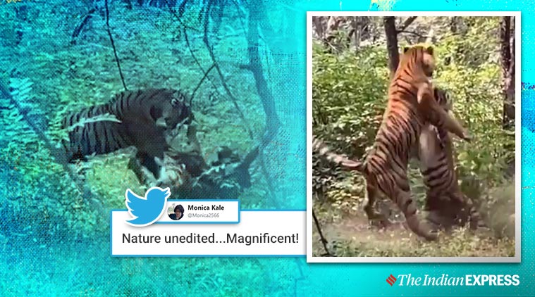 Watch: Rare footage of two tigers fighting over a tigress in ...