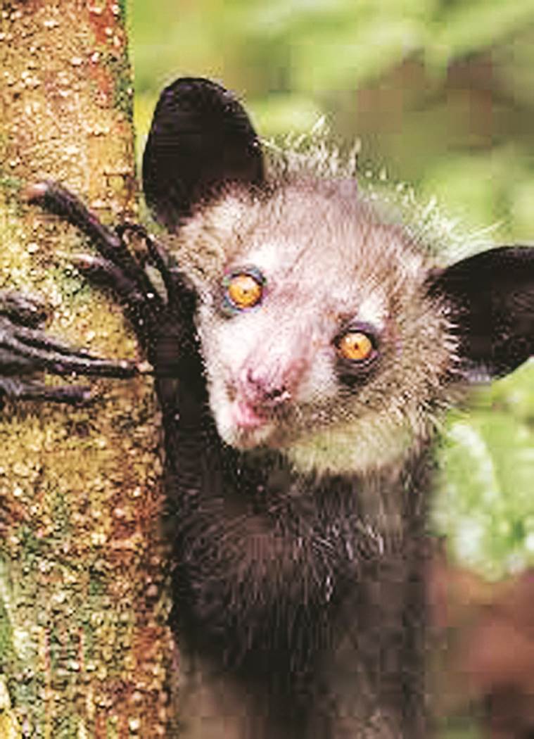 Telling numbers: Smallest ozone hole in decades— how it happened, why ...