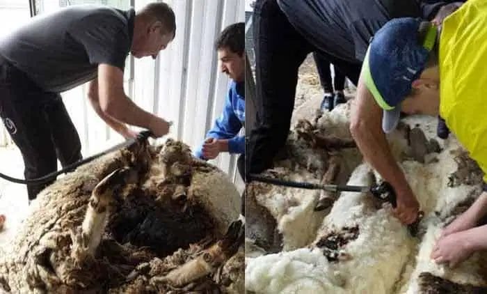 Australia’s Chris the sheep, the world’s woolliest, dies | World News ...