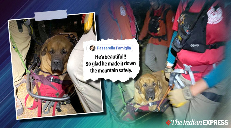 Injured 190-pound mastiff on mountain hike rescued, video leaves ...