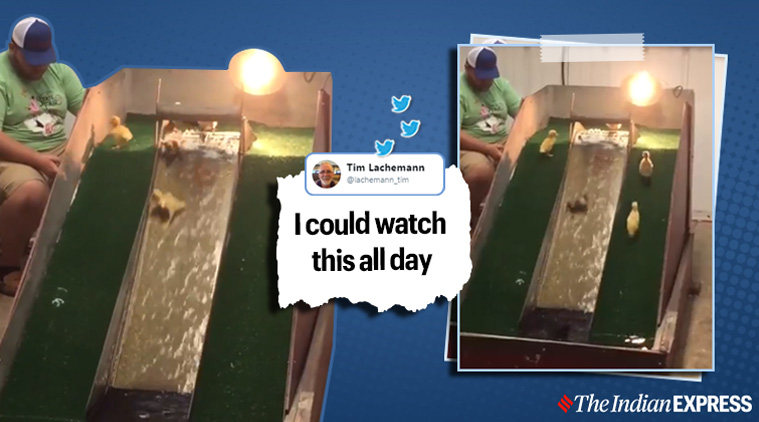 ‘Who knew ducklings liked to slide’: Netizens wonder after video goes ...