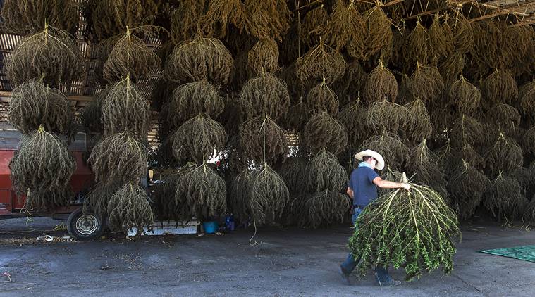 US finalising rule to allow farmers to legally grow hemp | World News ...