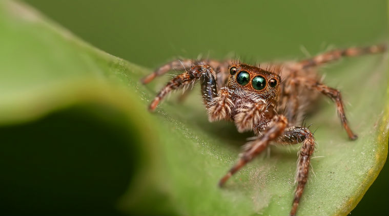 Spiders can fly hundreds of miles with the help of the electric fields ...