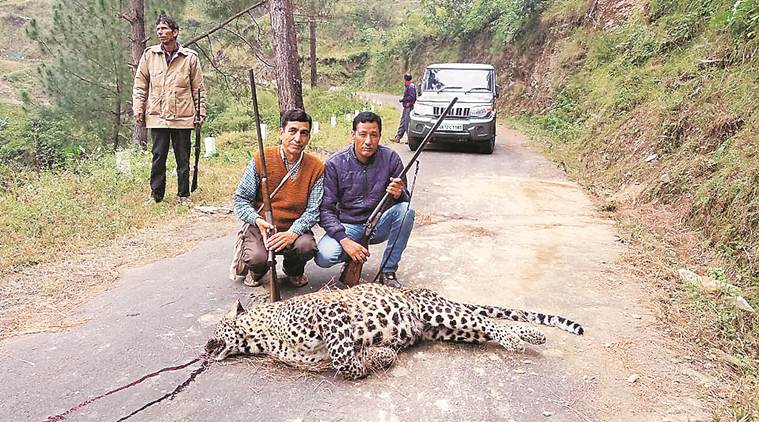 Man-eater leopard shot in Uttarakhand | India News - The Indian Express