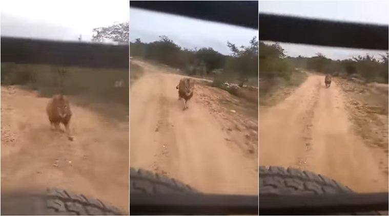 Lion chases tourists on safari inside Karnataka’s zoological park ...