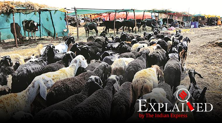 Explained: Reading the livestock census | Explained News, The Indian ...
