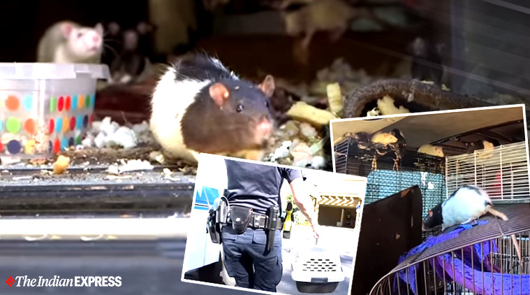 California woman found living in van with over 300 pet rats | Trending ...
