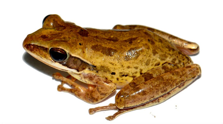 Researchers discover new frog species in West Bengal | India News,The ...