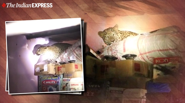 Watch: Maharashtra farmer finds spotted ‘guest’ at his living room ...