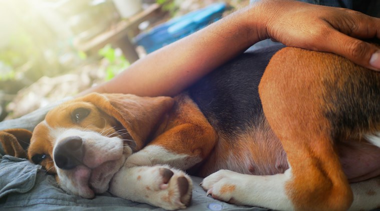 Air pollution is hazardous for animals too: Here’s how to save them ...