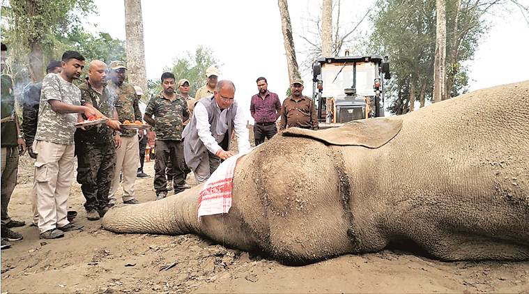 Captured and translocated, rogue elephant dies of cardiac arrest ...