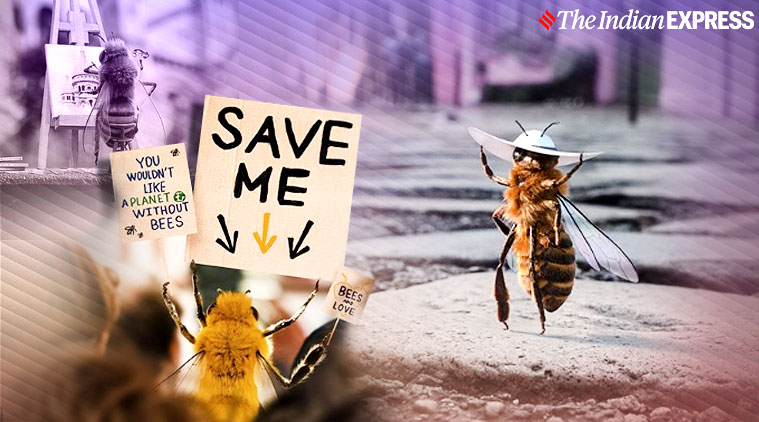 The bee influencer that has over two lakh followers on Instagram | Trending News - The Indian ...