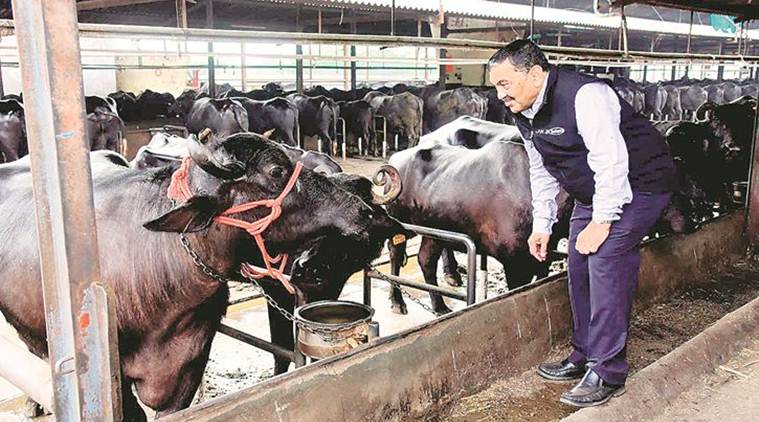 Pune: In a first, company offers IVF treatment of buffaloes to farmers ...
