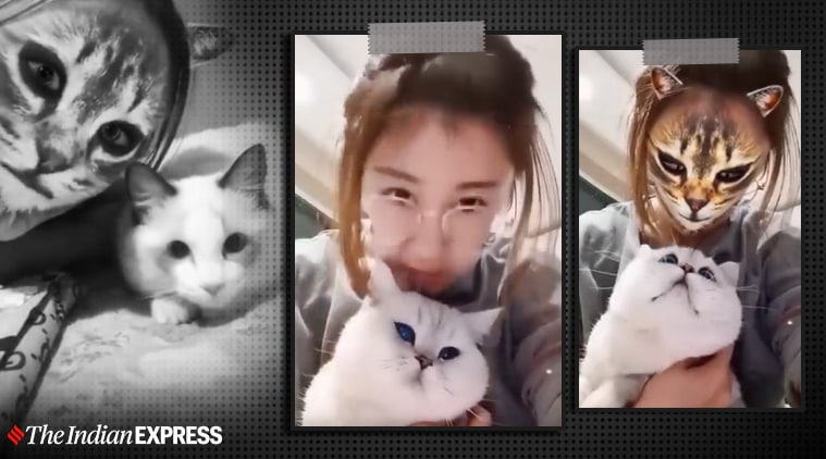 Cats reacting to ‘cat face’ filters leaves netizens in splits ...