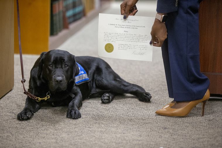 Adorable dog sworn in at state’s attorney’s office in Chicago ...