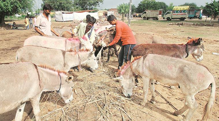 Gujarat: Animal sale doubles at Vautha donkey fair | Ahmedabad News ...