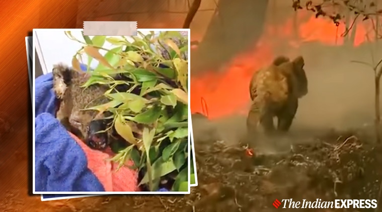 Koala rescued from forest fire by woman in viral video dies of injuries ...