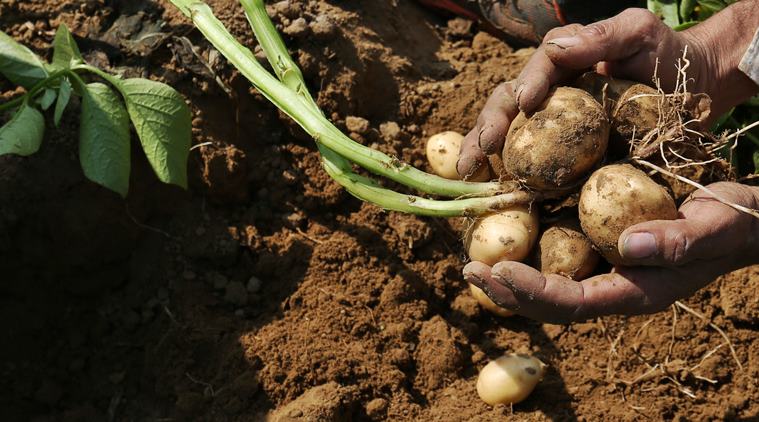 Jalandhar: Deadly ‘late blight’ disease attacks potato crop in Doaba ...
