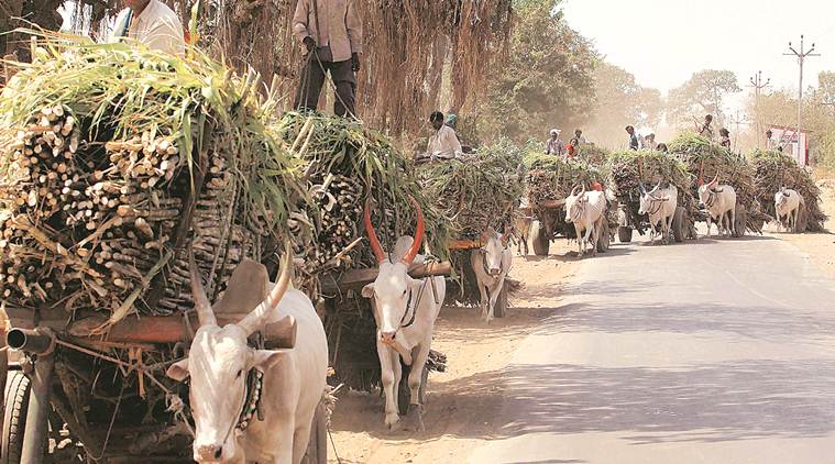 Pune: 15 mills start cane crushing | Pune News - The Indian Express