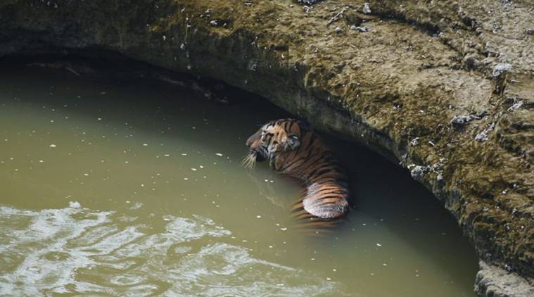 Maharashtra: 4-year-old tiger stuck in river bed drowns | India News ...