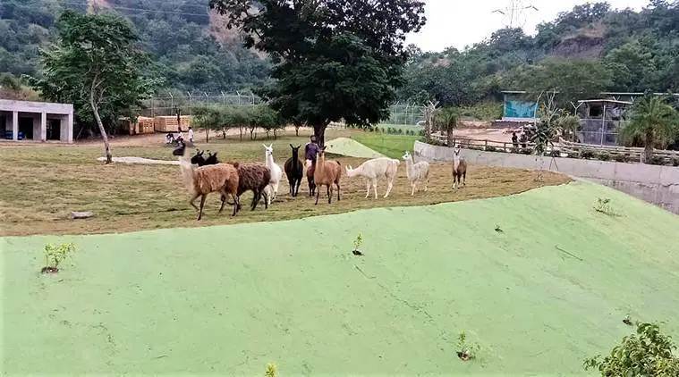 CZA directs Gujarat govt to probe animal deaths at Kevadia zoo ...