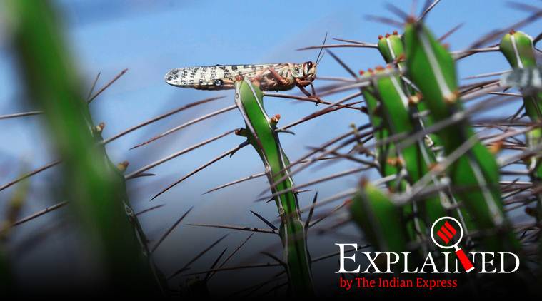 Explained: The locust attack in Gujarat’s farms — why and when do ...
