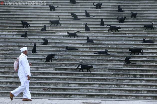Breaking superstition: When black cats cross the path | India News News ...