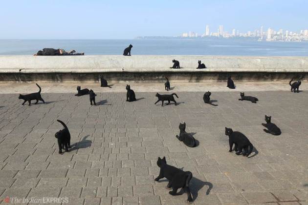Breaking superstition: When black cats cross the path | India News News ...