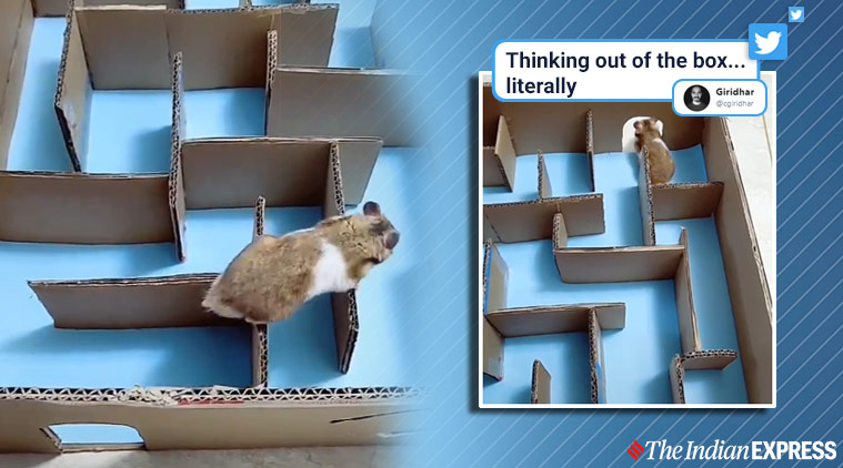 Viral Video: Hamster impresses desi netizens with its ‘jugaadu’ skills ...