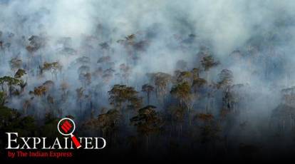 Amazon Jungle Dangers 20 Most Dangerous Animals Of The Amazon