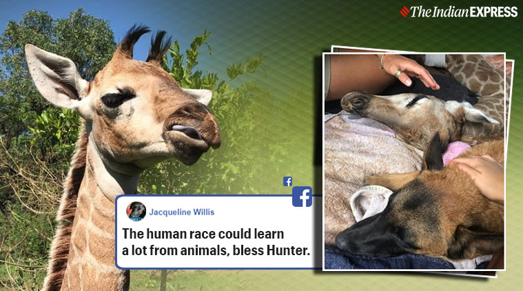 The abandoned baby giraffe whose unusual friendship with dog went viral ...