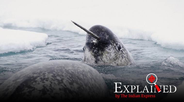 Narwhal tusk: Once ‘unicorn horn’, now weapon that thwarted London terrorist | Explained News ...