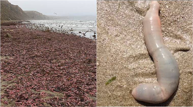 Unusual phallic-shaped marine creature washed up on California shores ...
