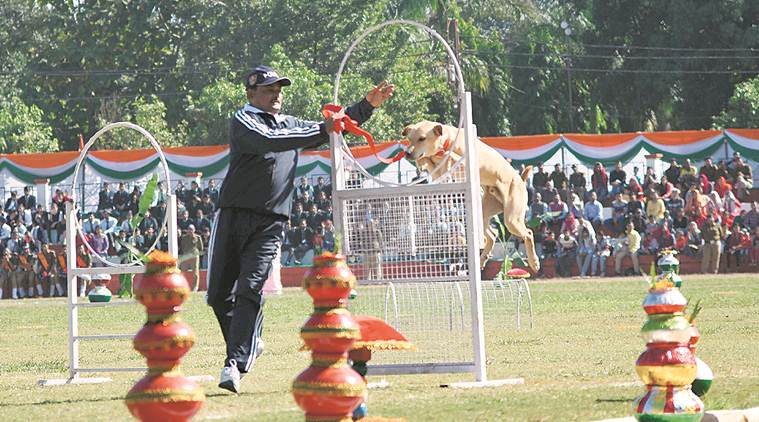 Once a stray, Thenga set to sniff out criminals for Uttarakhand Police ...