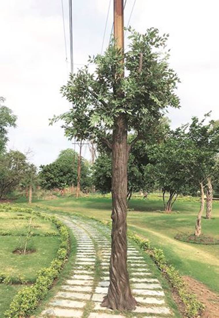 Chandigarh: Eight electricity poles to ‘shape up’ like trees ...