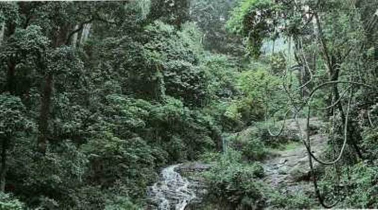 Manipur: Forests being lost to poppy cultivation, developmental works ...