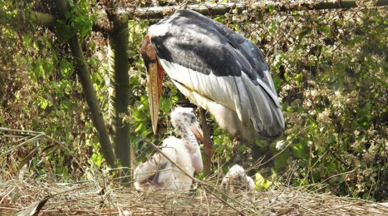 A home for the Hargila: an artificial breeding project aims to help the ...