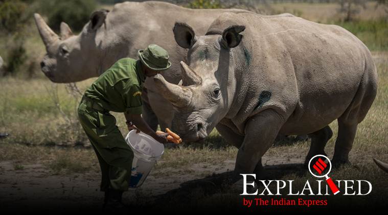 Explained: How IVF is reversing an imminent extinction | Explained News ...