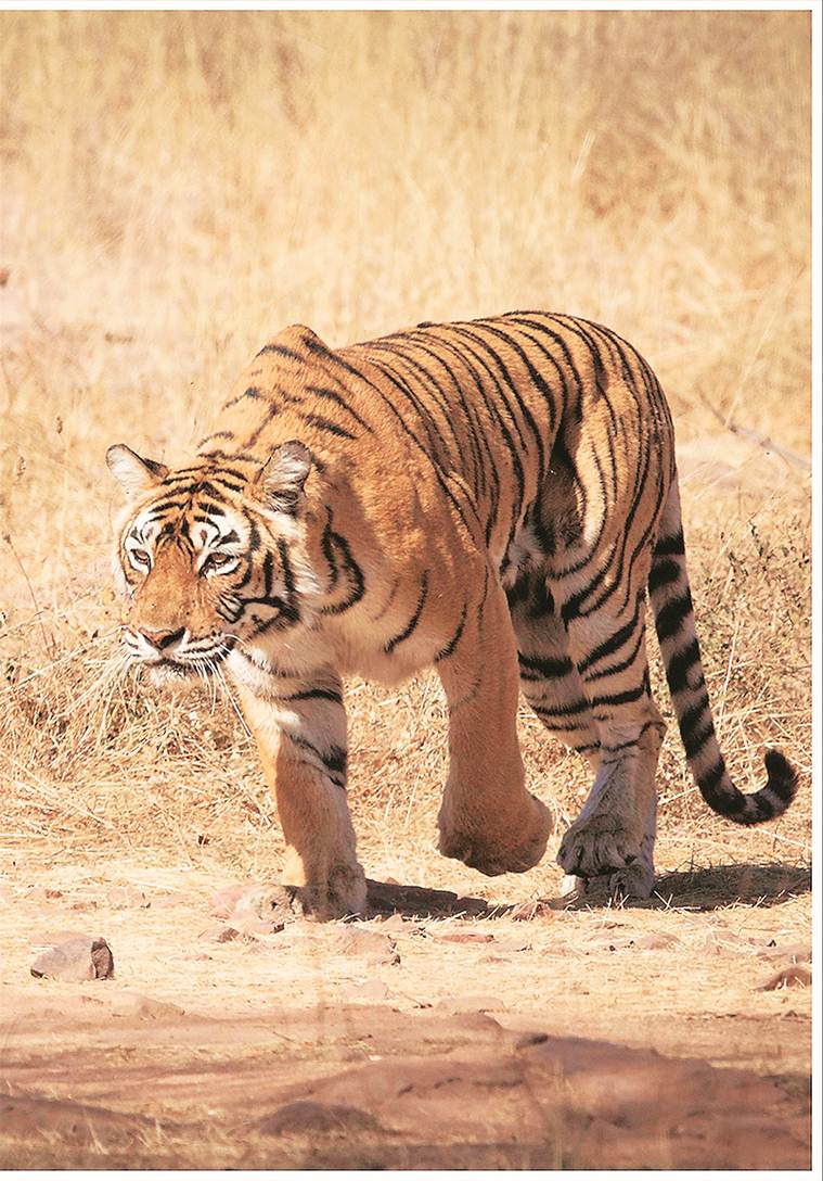 Stage set for first operation to give tiger prosthetic limb | India ...