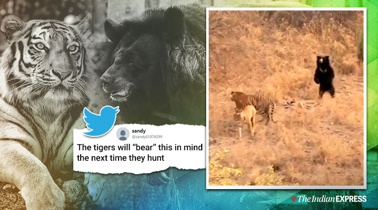 ‘Wildlife is full of surprises’: Bear’s tiger chase has netizens ...