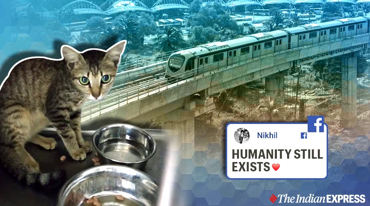 ‘Every life matters’: Cat stuck between metro pillars rescued in Kochi ...