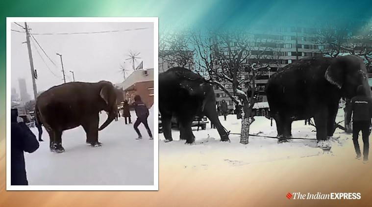 Watch: Two elephants escape from circus to take a stroll on snow ...