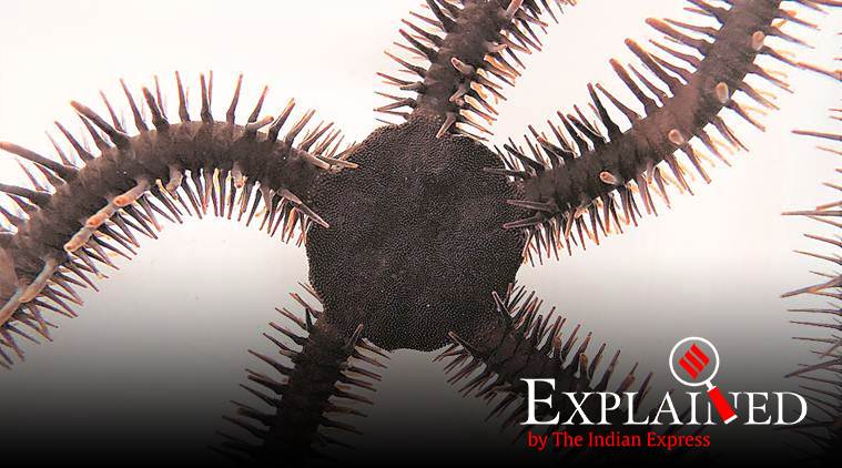 Explained: What is Extraocular Vision | Explained News - The Indian Express