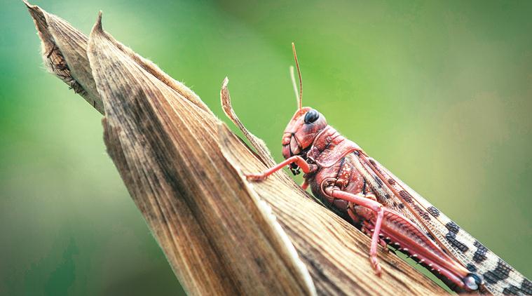 How farmers are fighting locusts: Beating empty utensils, squishing ...